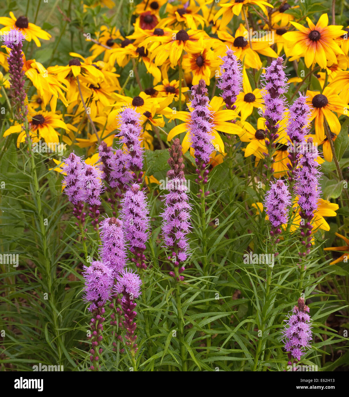 Baumes au citron Banque de photographies et d’images à haute résolution ...