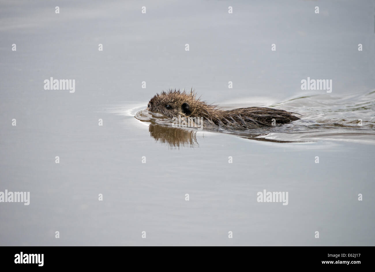 Jeune ragondin Banque d'image et photos - Alamy