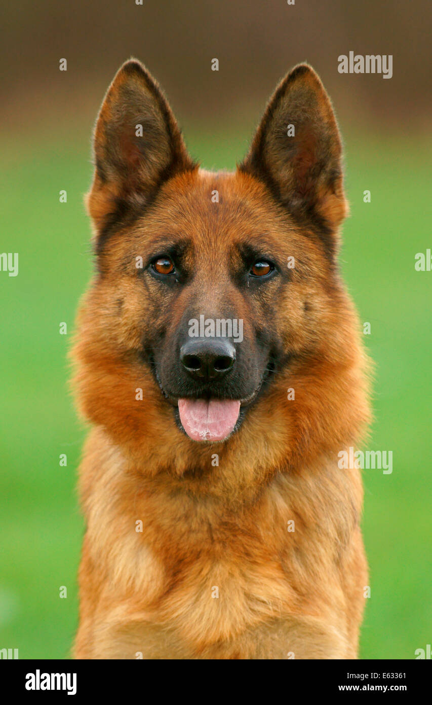 Portrait de chien de berger allemand Banque de photographies et d ...