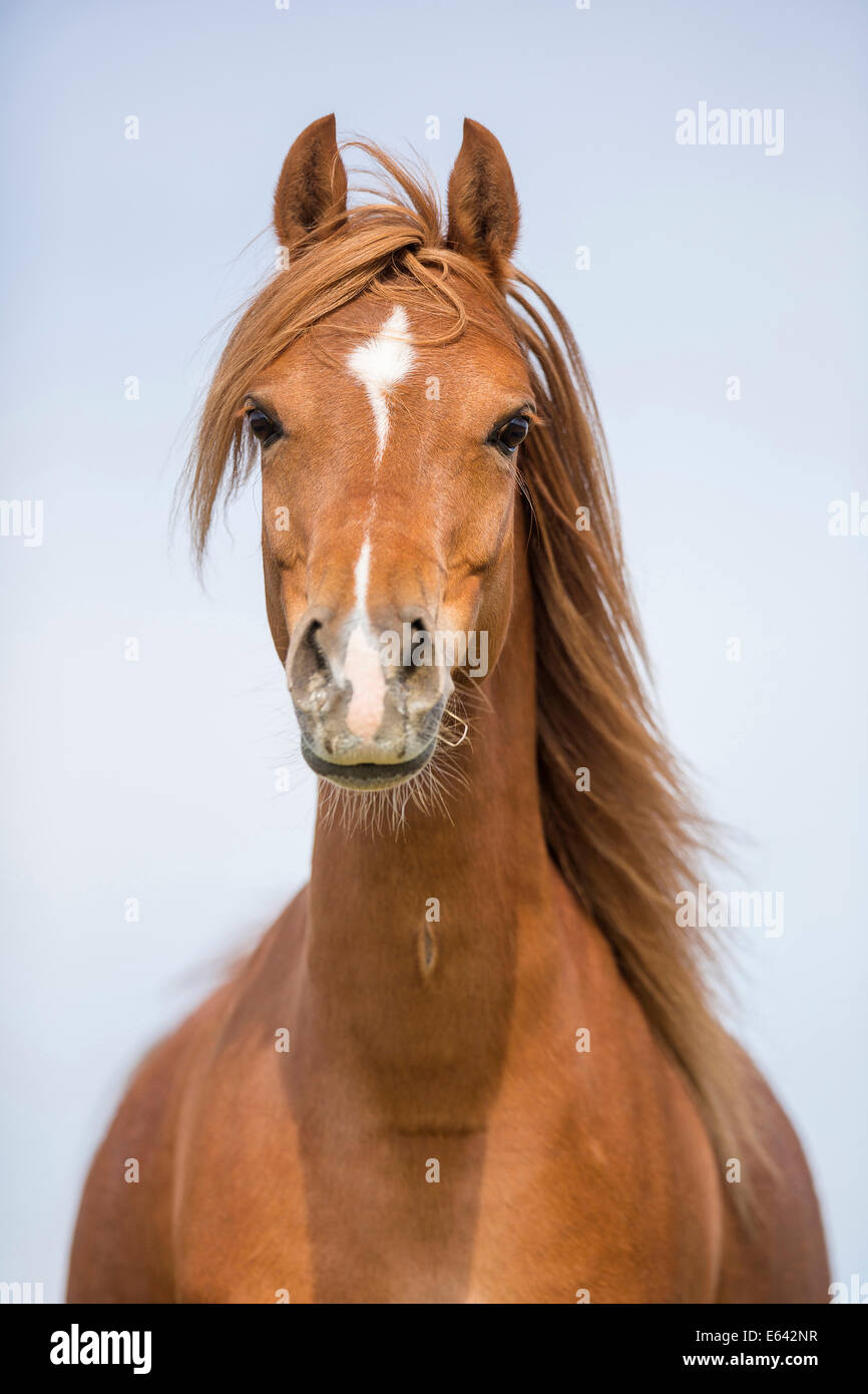 Welsh pony section chestnut mare Banque de photographies et d’images à ...