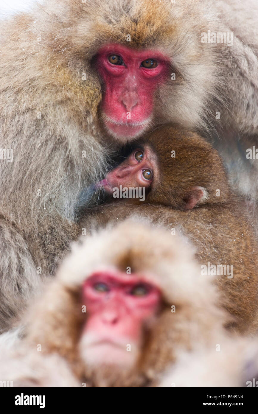 Singe de neige macaca fuscata Banque de photographies et d’images à ...