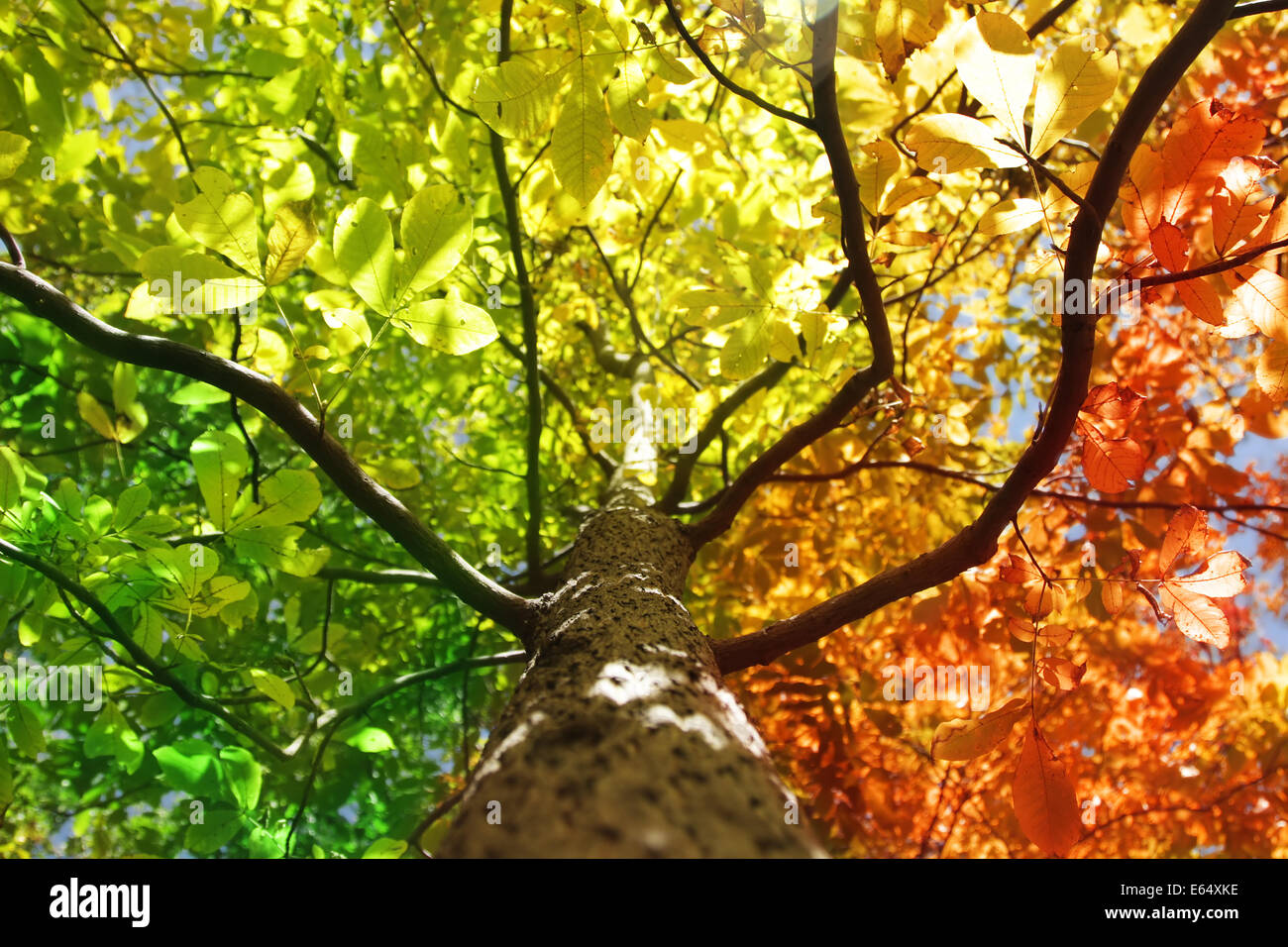 Beaux arbres aux couleurs d'automne Banque de photographies et d’images ...