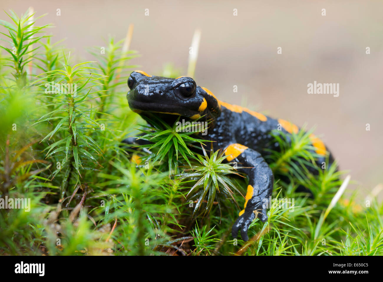 True salamanders Banque de photographies et d’images à haute résolution ...