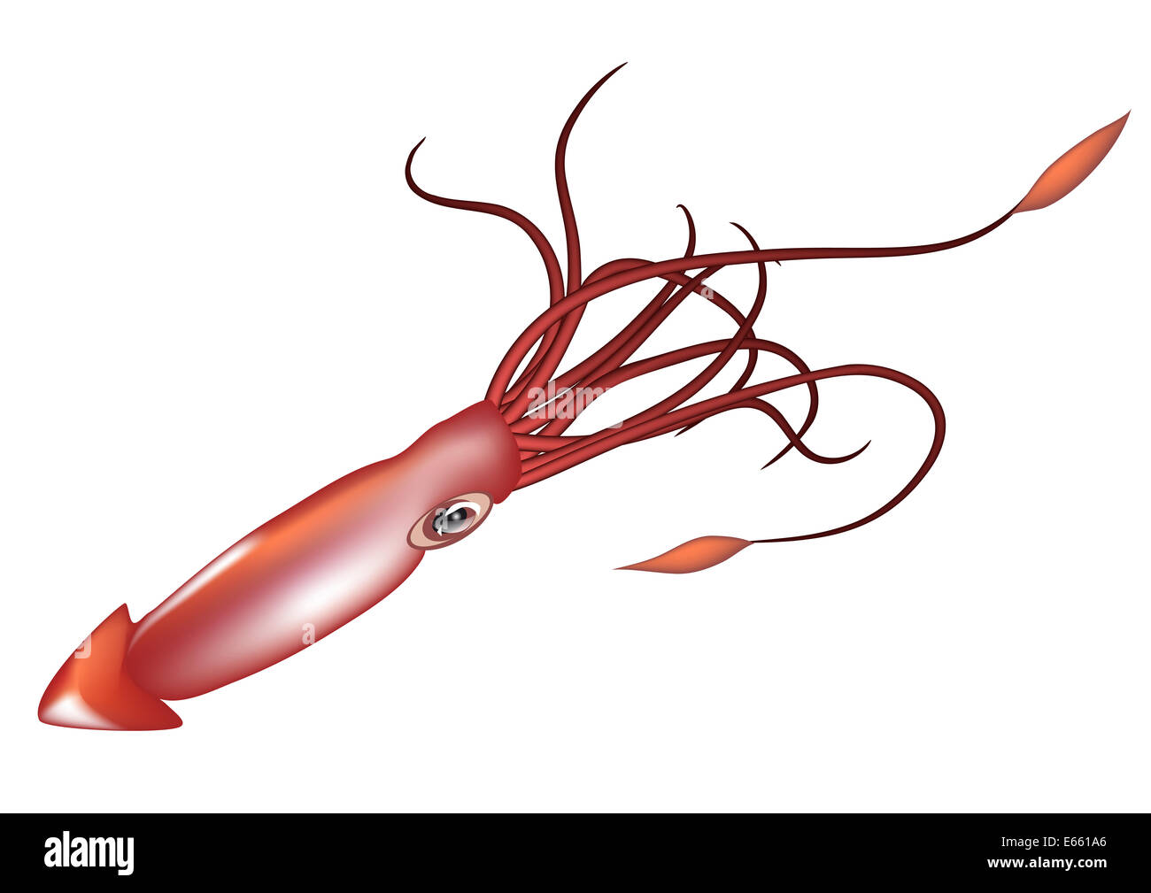 Calmars geants Banque de photographies et d’images à haute résolution ...