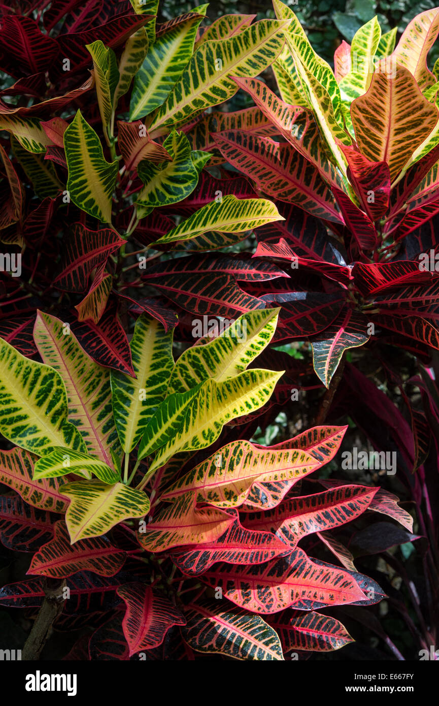 Codiaeum Variegatum var. Pictum 'nervia' . Des feuilles de Croton à ...