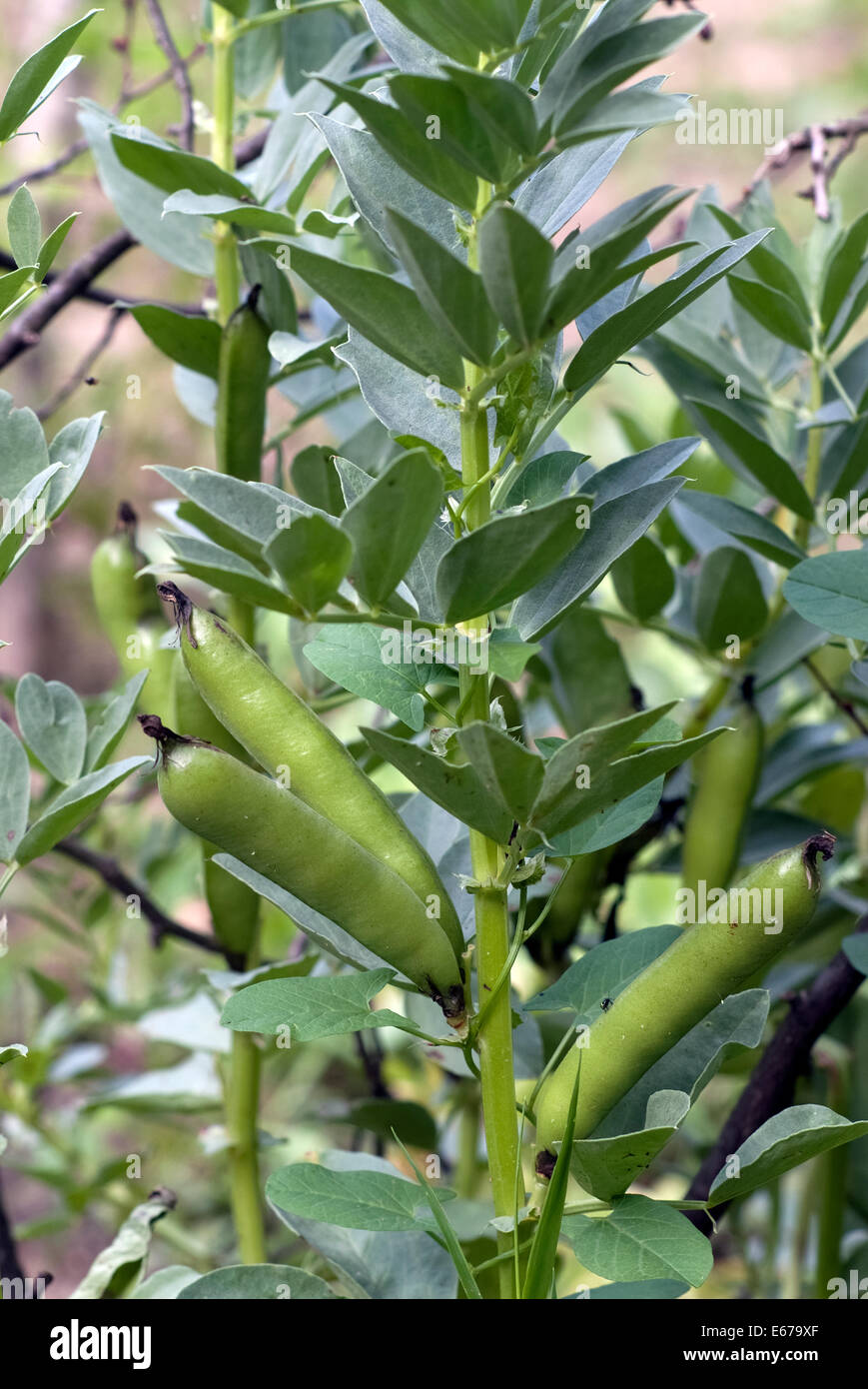 Fava bean Banque de photographies et d’images à haute résolution - Alamy
