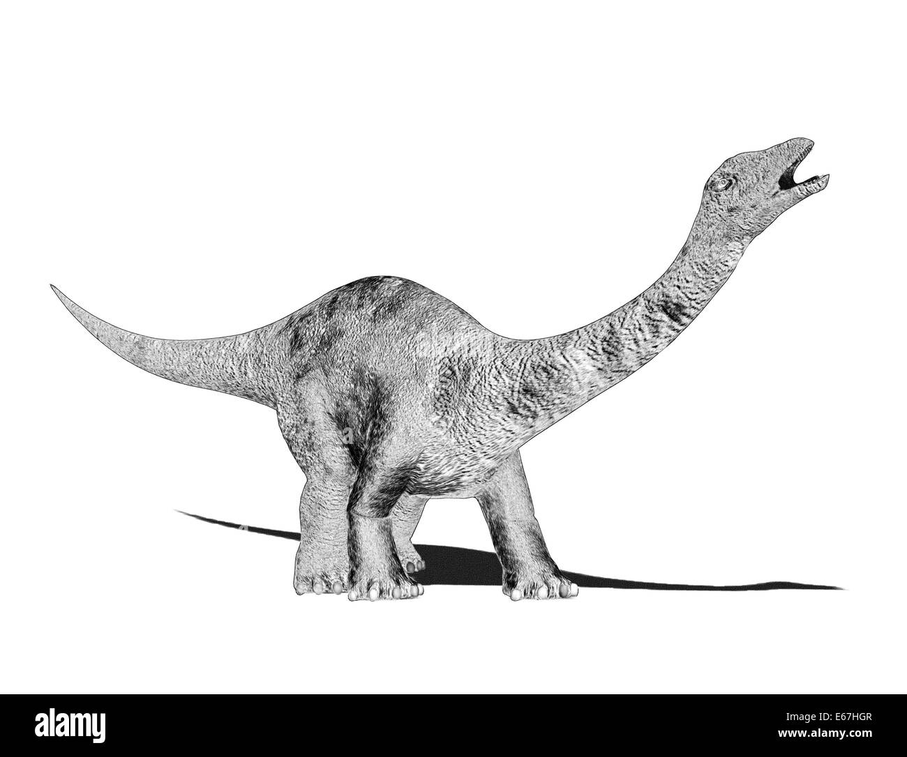 Diplodocus de dinosaure Banque d'images noir et blanc - Alamy