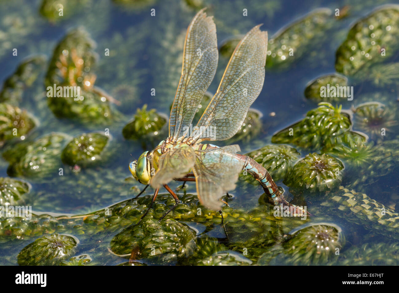 Libellule anax empereur femelle, imperator , la ponte sur les potamots Photo Stock - Alamy