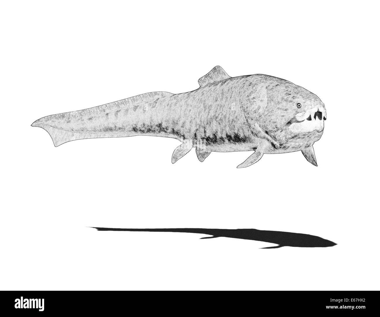 Dunkleosteus fish Banque de photographies et d’images à haute ...