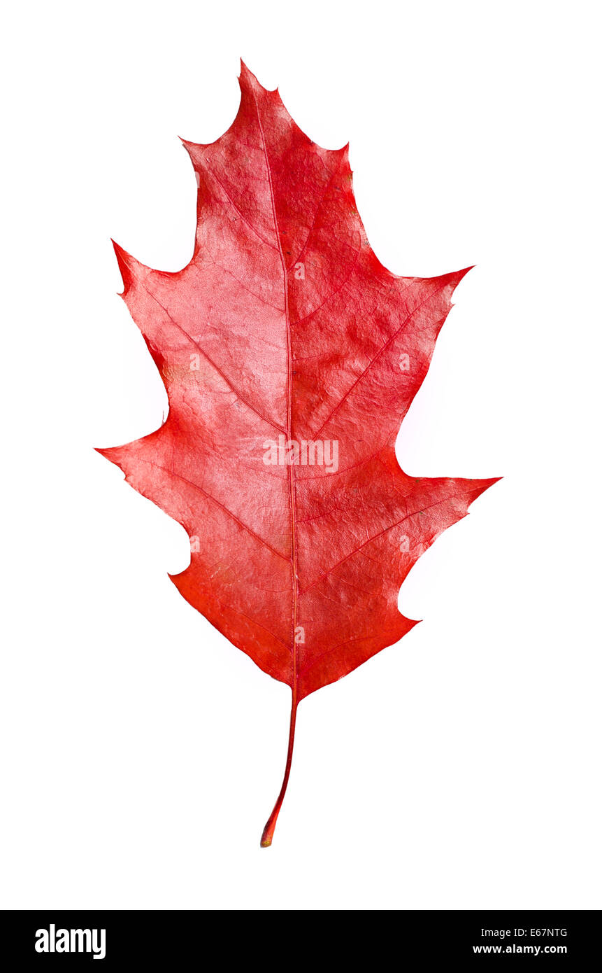 Feuille de chene Banque de photographies et d’images à haute résolution ...