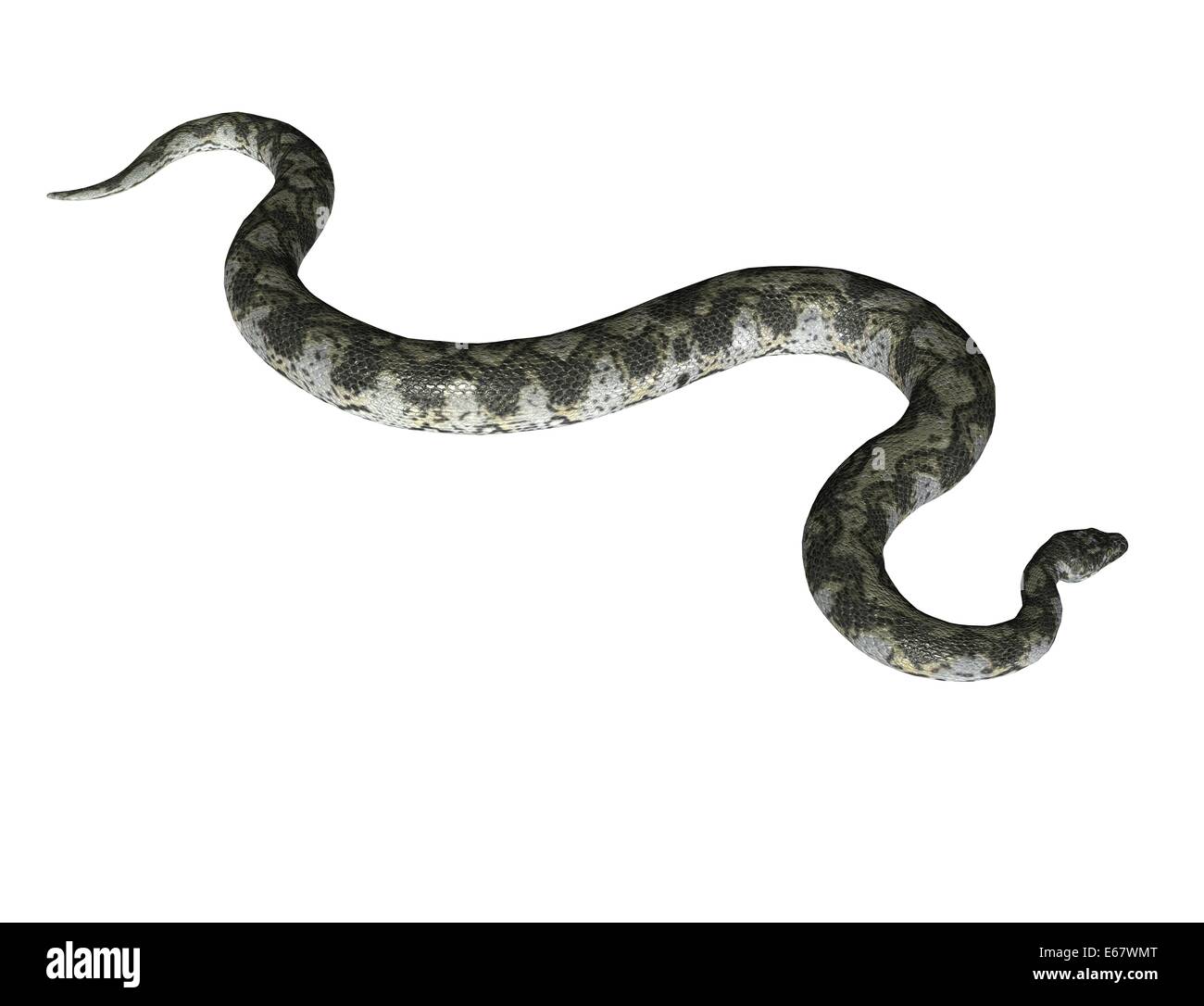 Titanoboa cerrejonensis Banque de photographies et d’images à haute ...