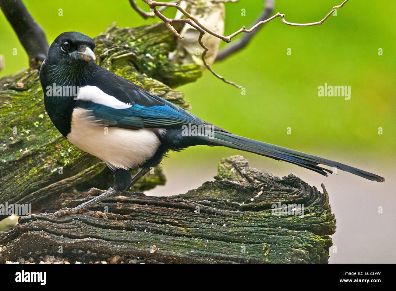 Pies pica pica Banque de photographies et d’images à haute résolution ...