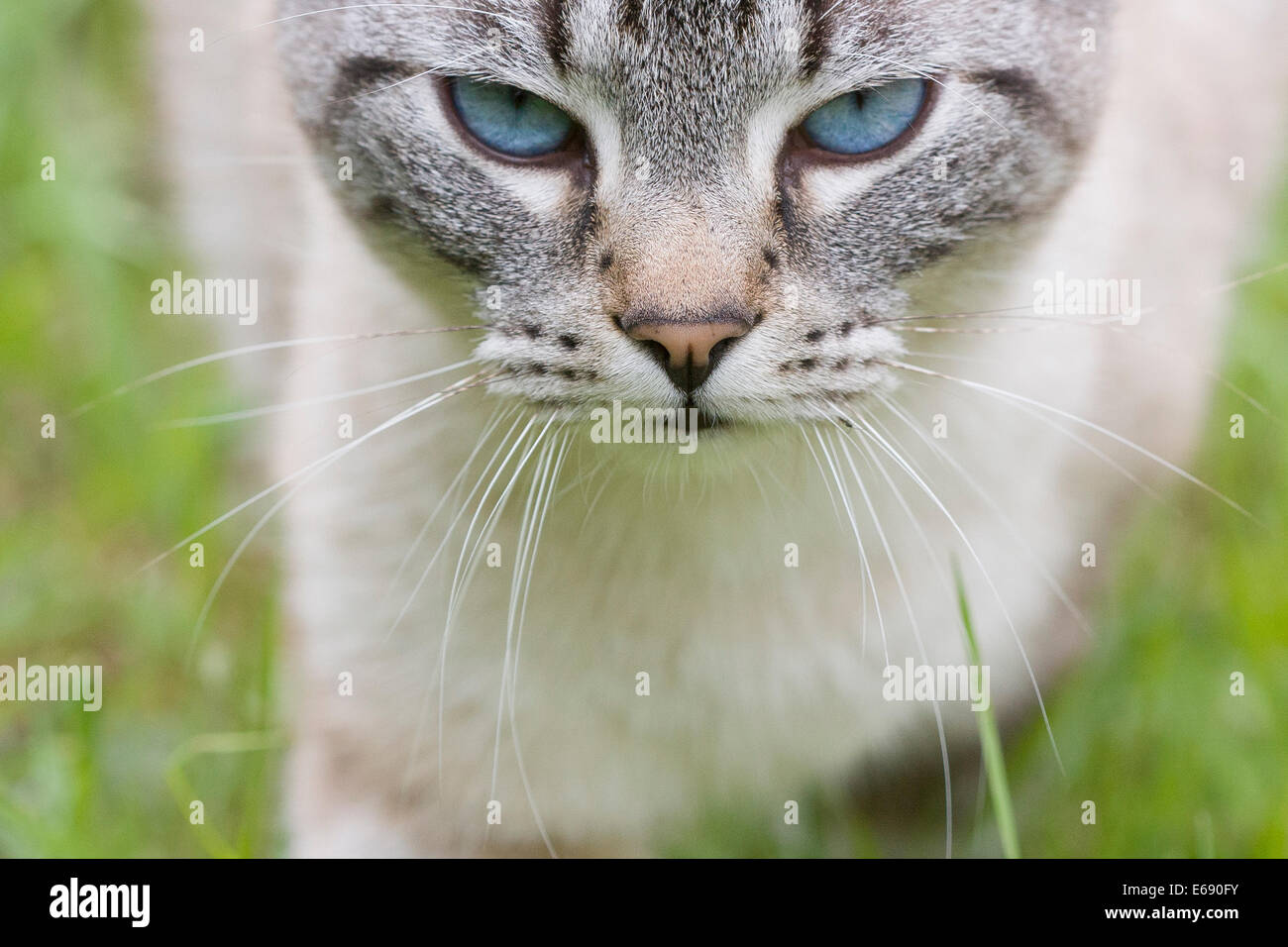 Chat aux yeux bleus Banque de photographies et d’images à haute ...