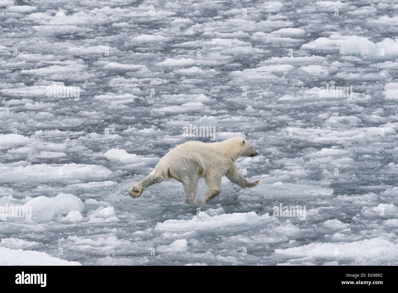 L'ours polaire (Ursus maritimus) sur la banquise, en équilibre sur des ...