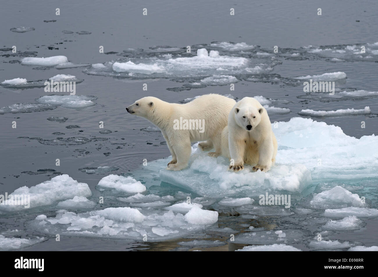 L'ours polaire (Ursus maritimus), épouse et enfants sur la banquise ...