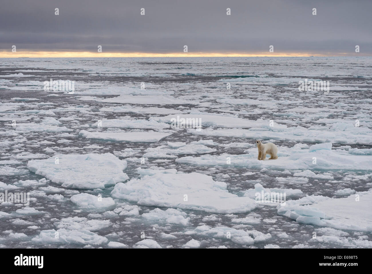 Ours solitaire Banque de photographies et d’images à haute résolution ...