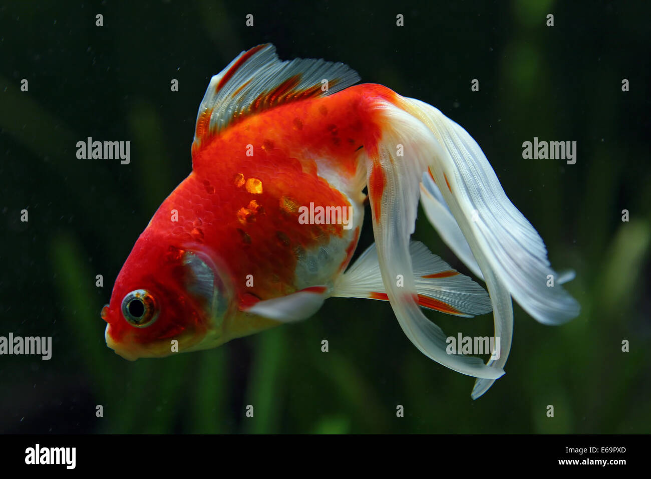 Voile de poisson rouge Banque de photographies et d’images à haute ...