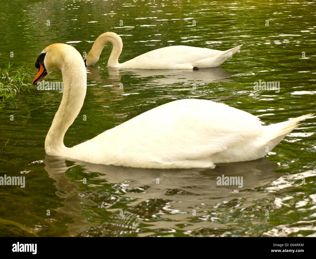 Accouplement de cygnes Banque de photographies et d’images à haute résolution - Alamy