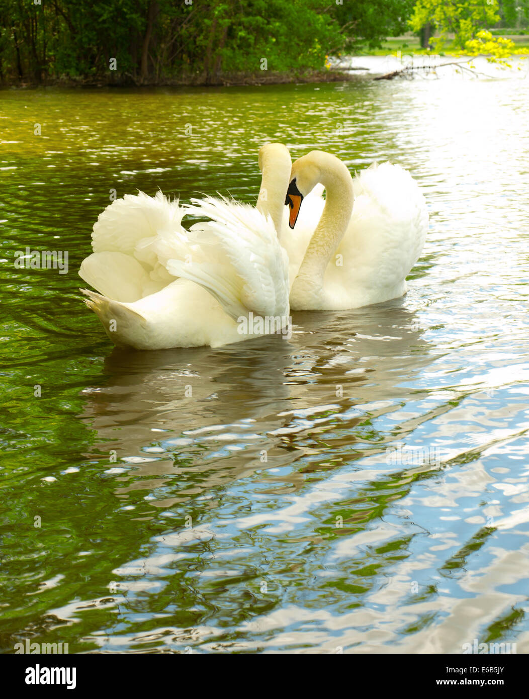 Accouplement de cygnes Banque de photographies et d’images à haute résolution - Alamy