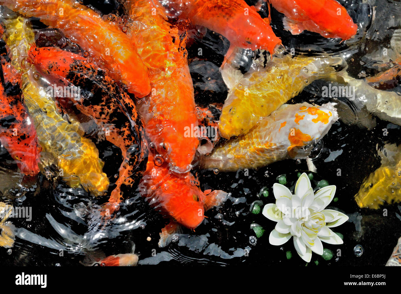 Poissons Japonais Banque d'image et photos - Alamy