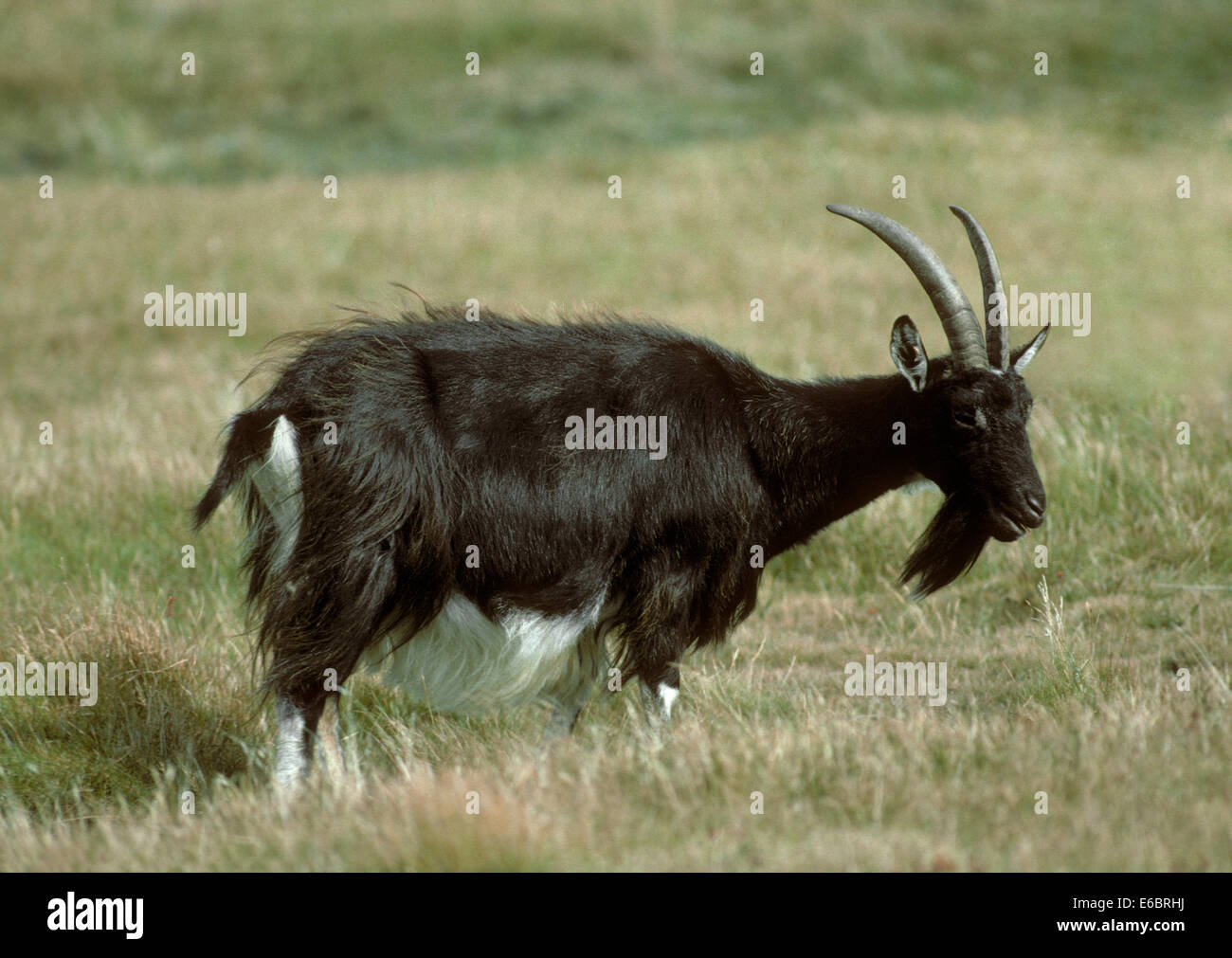 Goat capra hircus Banque de photographies et d’images à haute ...