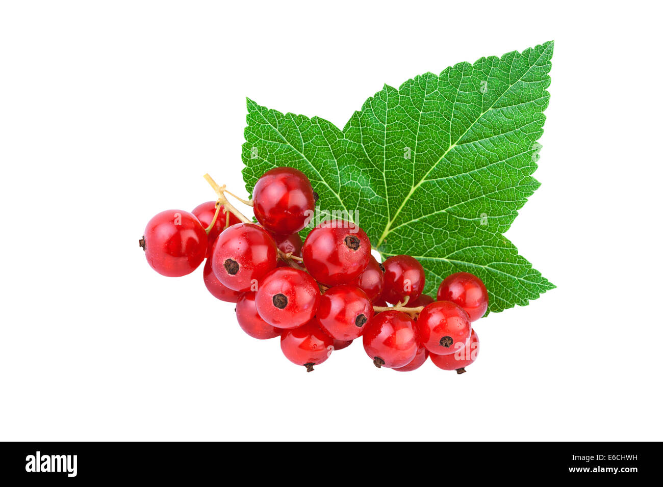 Fond de grande feuille Banque de photographies et d’images à haute ...