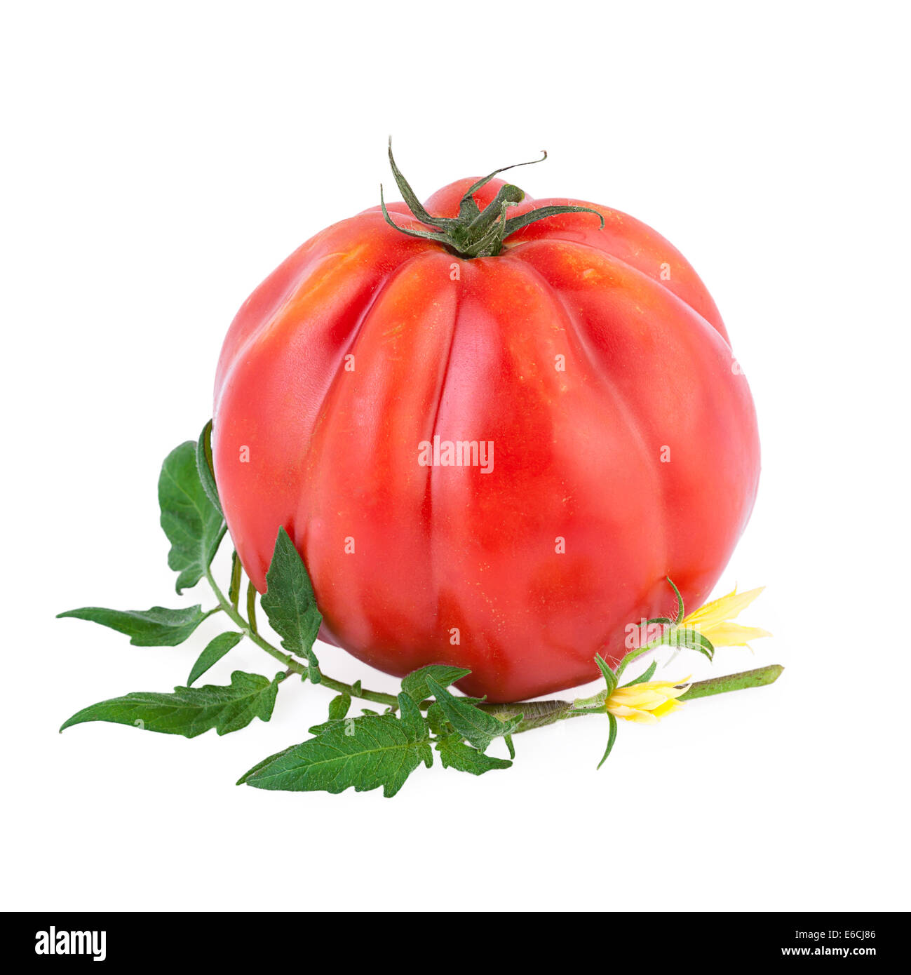One tomato Banque de photographies et d’images à haute résolution - Alamy