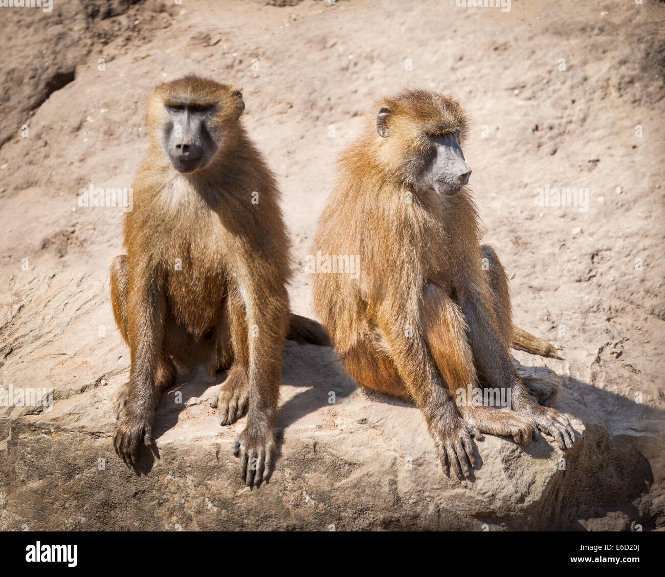Baboons mating Banque de photographies et d’images à haute résolution ...