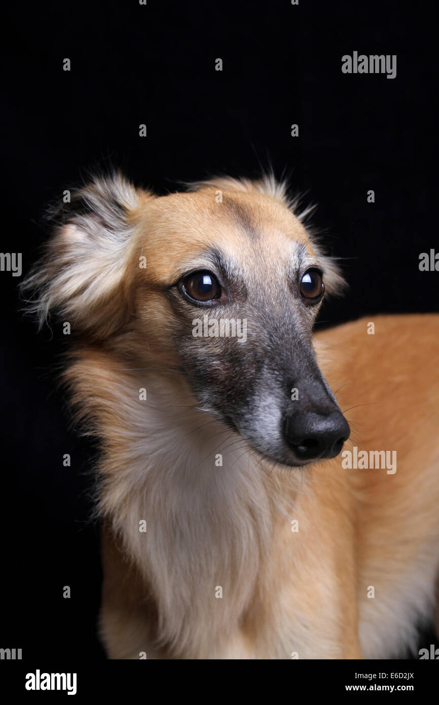 Whippet à poil long Windsprite ou Silken, whippet, portrait Photo Stock ...