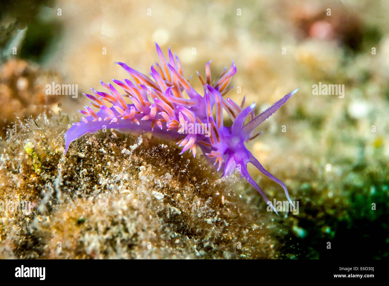 Limace de mer violette (Flabellina affinis), mer Méditerranée, Croatie ...