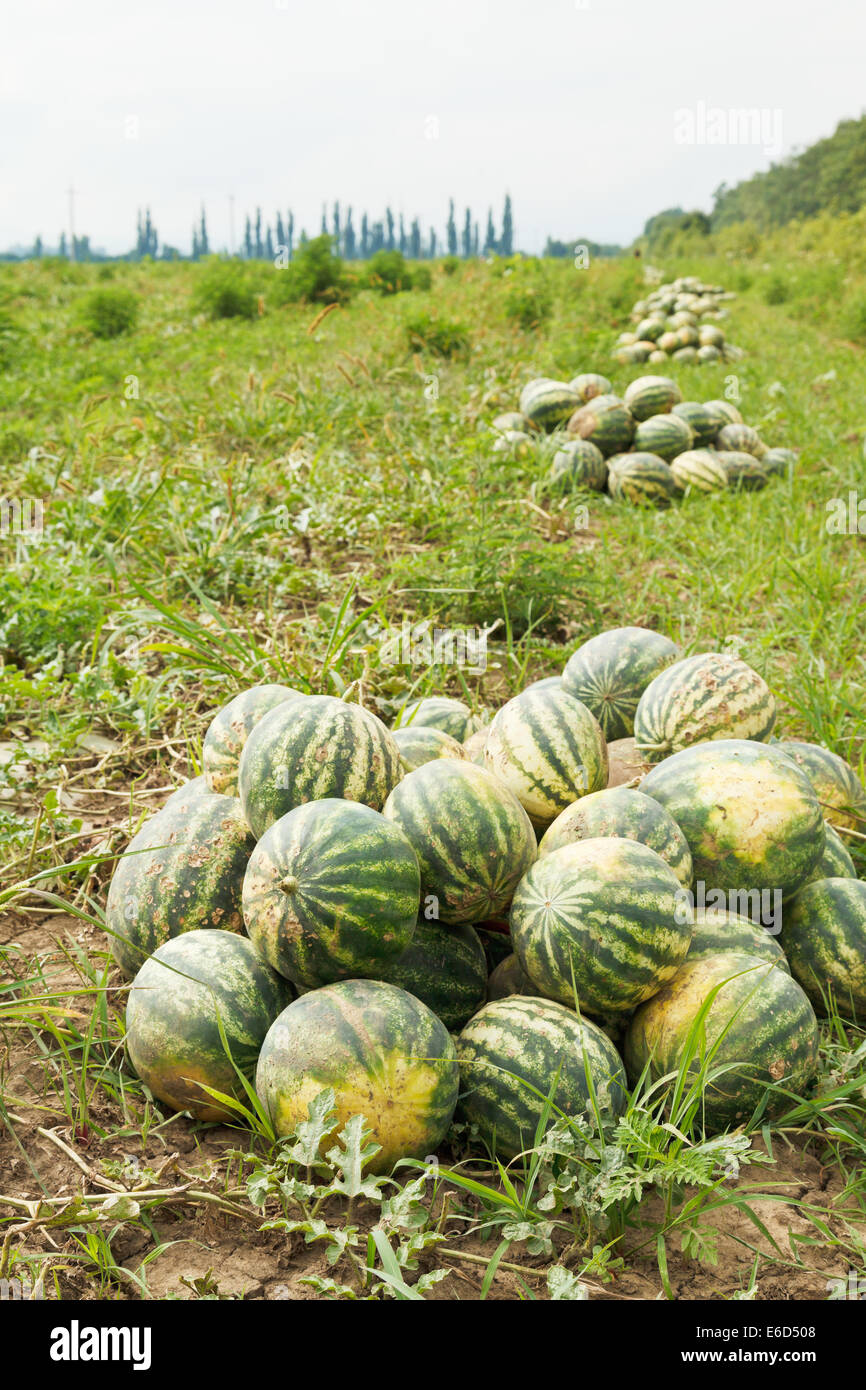 Champ de melon Banque de photographies et d’images à haute résolution ...