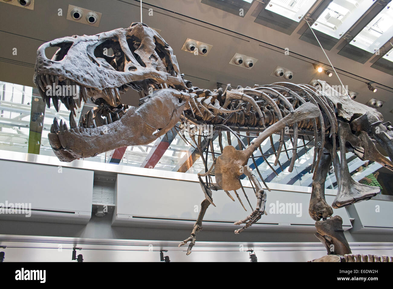 Thomas le T. Rex, dinosaure Tyrannosaurus rex, Hall, le Musée d ...