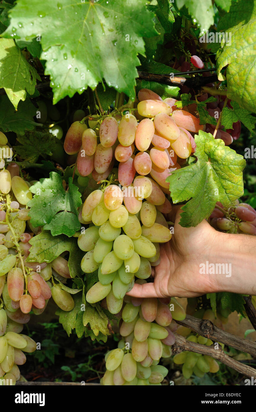 Une grappe de raisin rose avec des feuilles Banque de photographies et ...