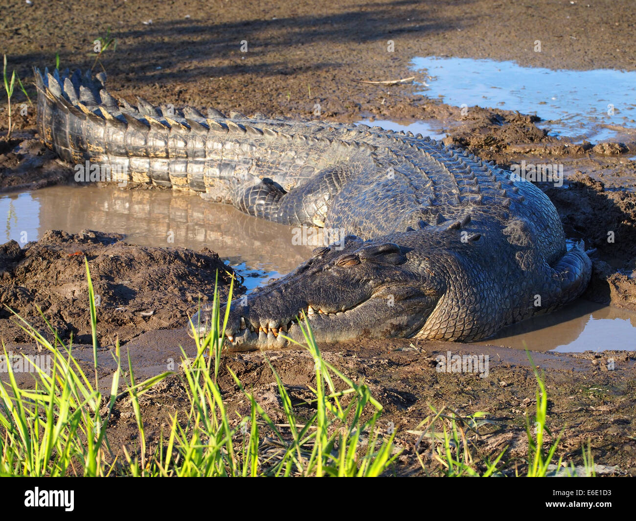Crocodylus porosus estuarien australien Banque de photographies et d ...