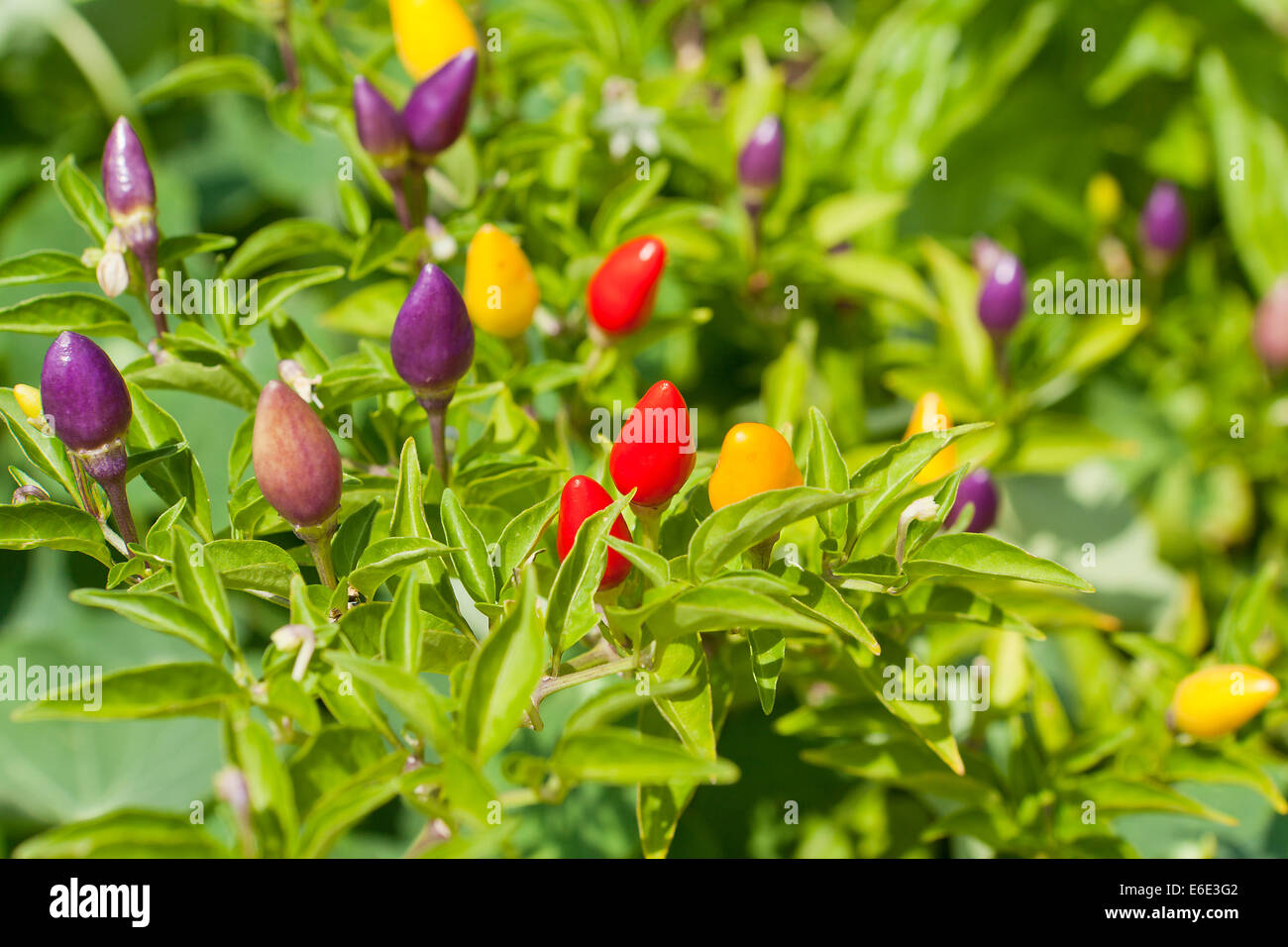 Fire plant Banque de photographies et d’images à haute résolution - Alamy