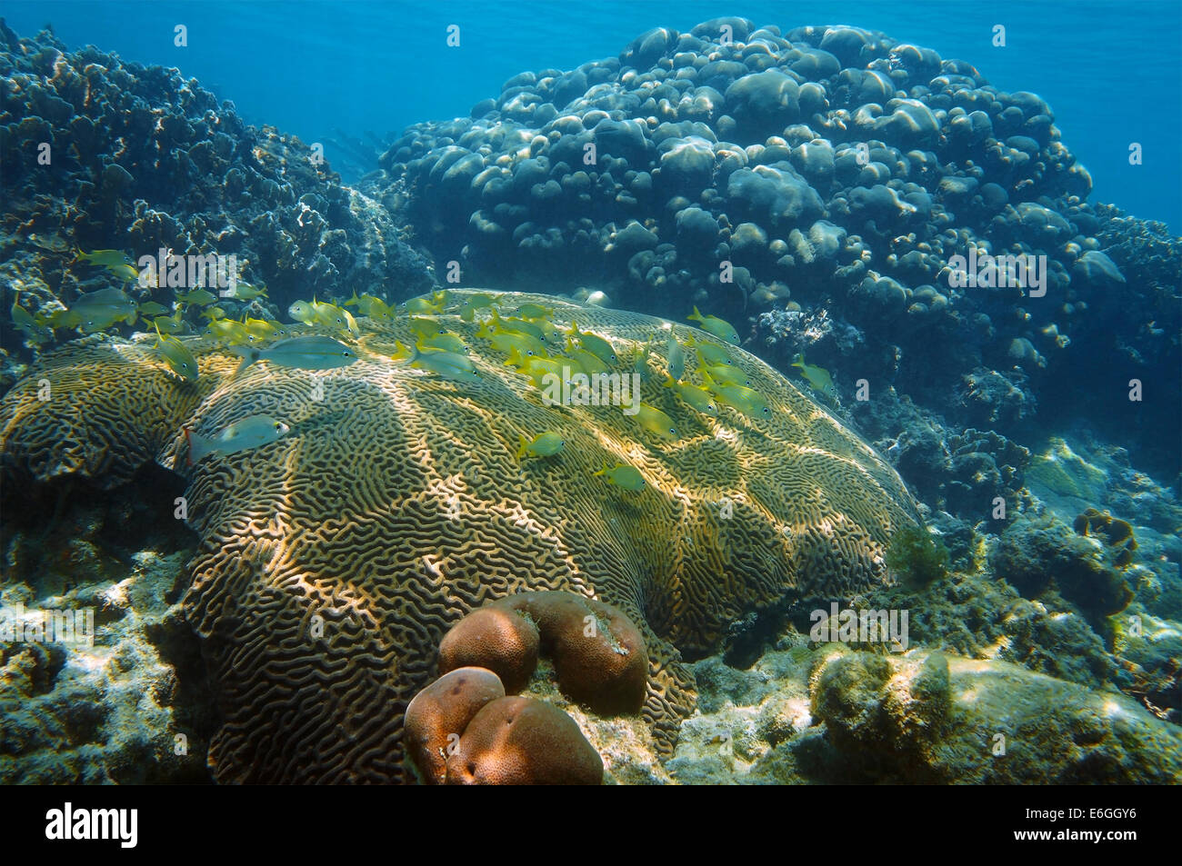 Récif de corail sous-marine avec l'école de grognement pêcher dans la ...