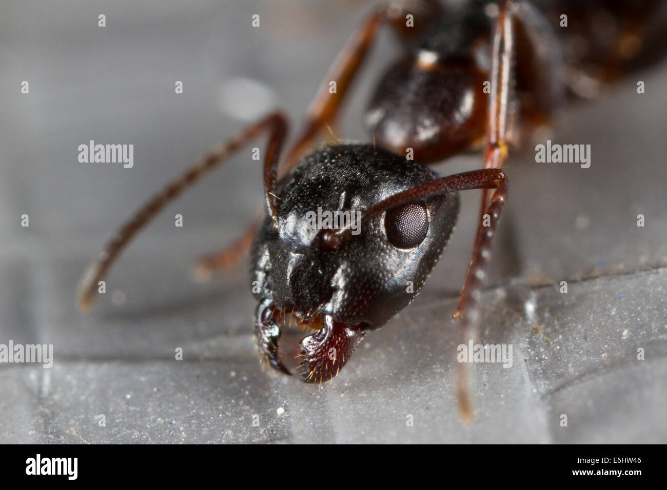 Scary ant Banque de photographies et d’images à haute résolution - Alamy