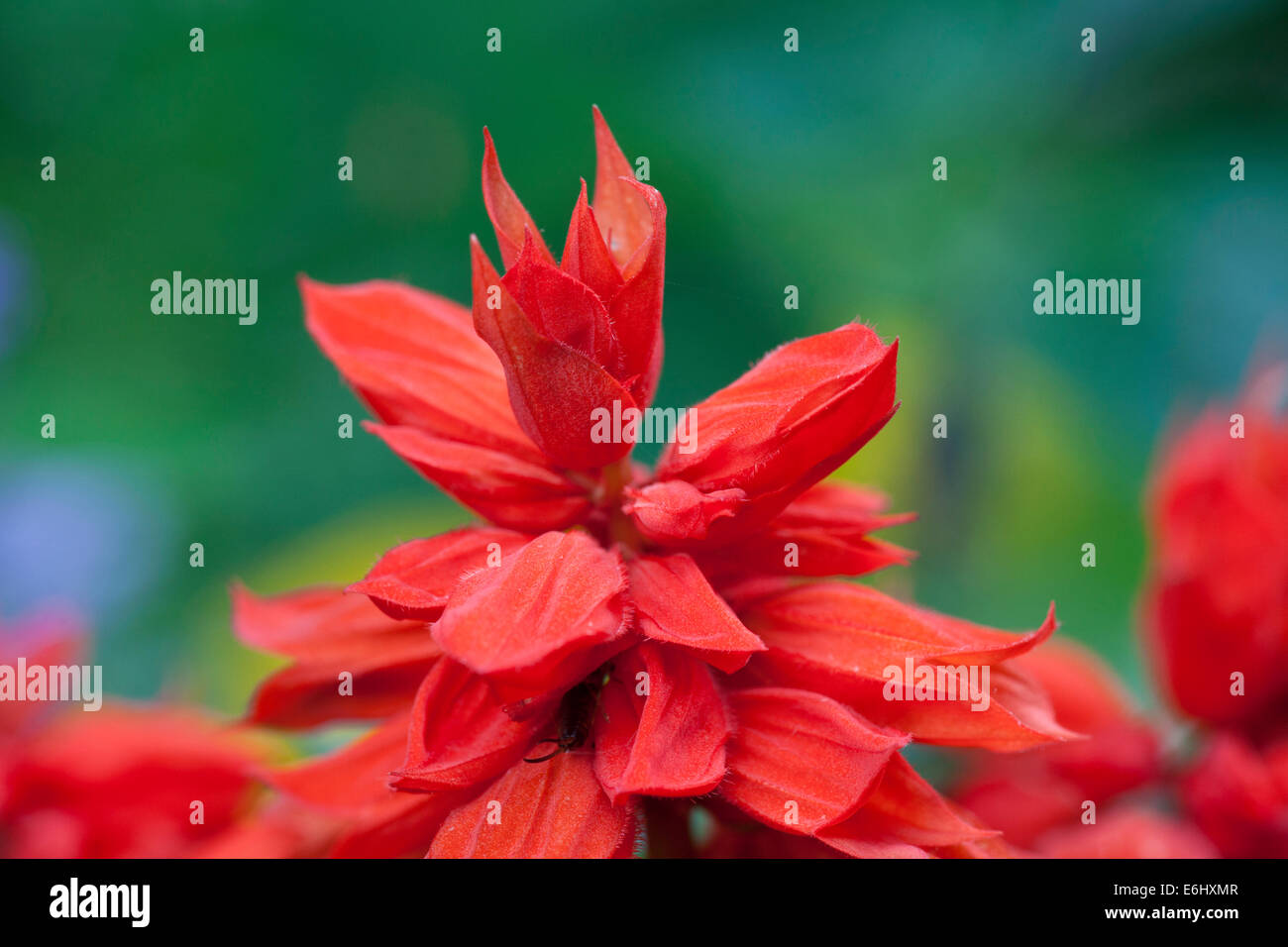 Salvia splendens Banque de photographies et d’images à haute résolution ...