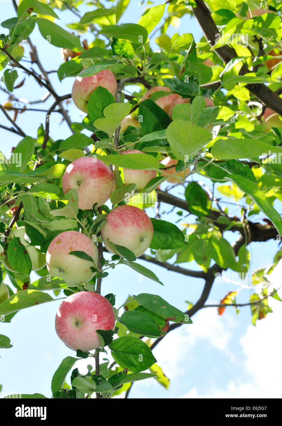 Fruit rouge dans un arbre Banque de photographies et d’images à haute ...