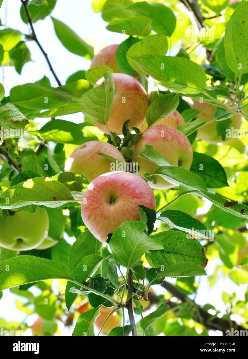 Fruit rouge dans un arbre Banque de photographies et d’images à haute ...