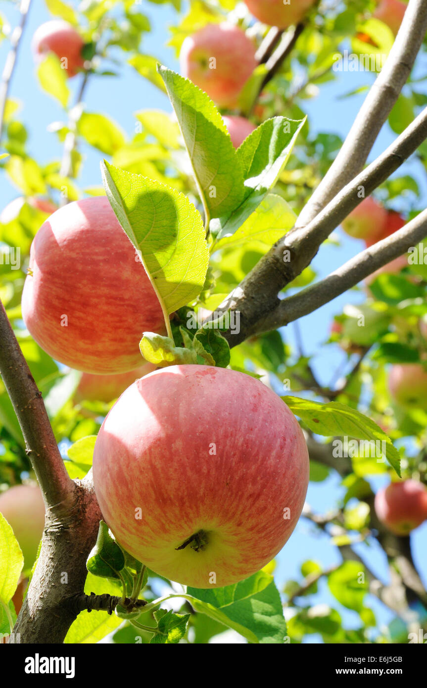 Fruit rouge dans un arbre Banque de photographies et d’images à haute ...