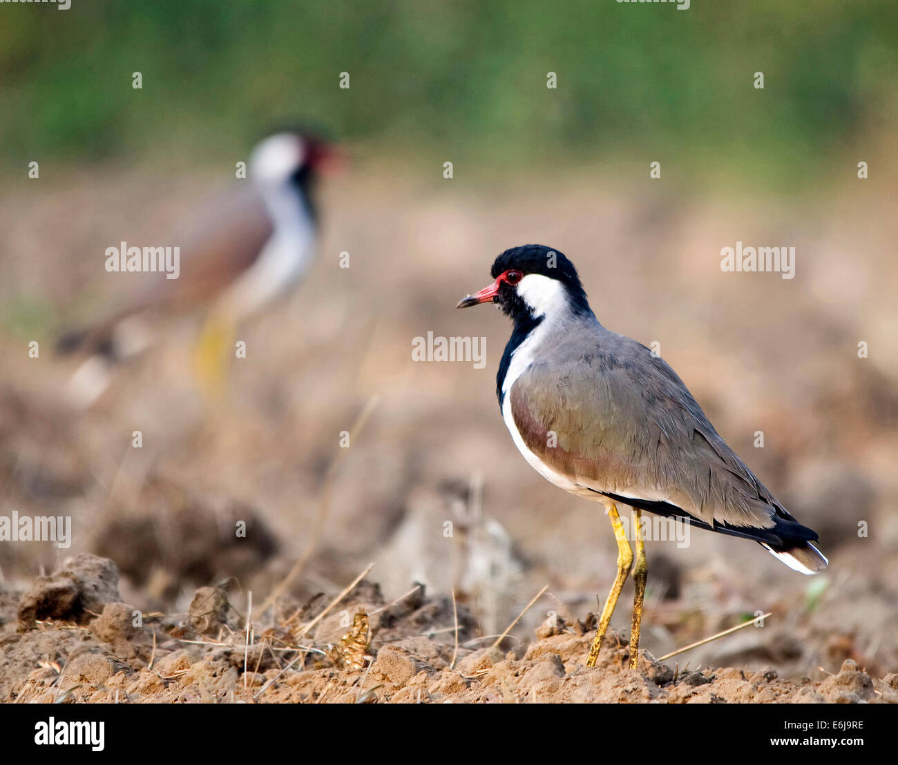 Vanellus indicus Banque de photographies et d’images à haute résolution ...