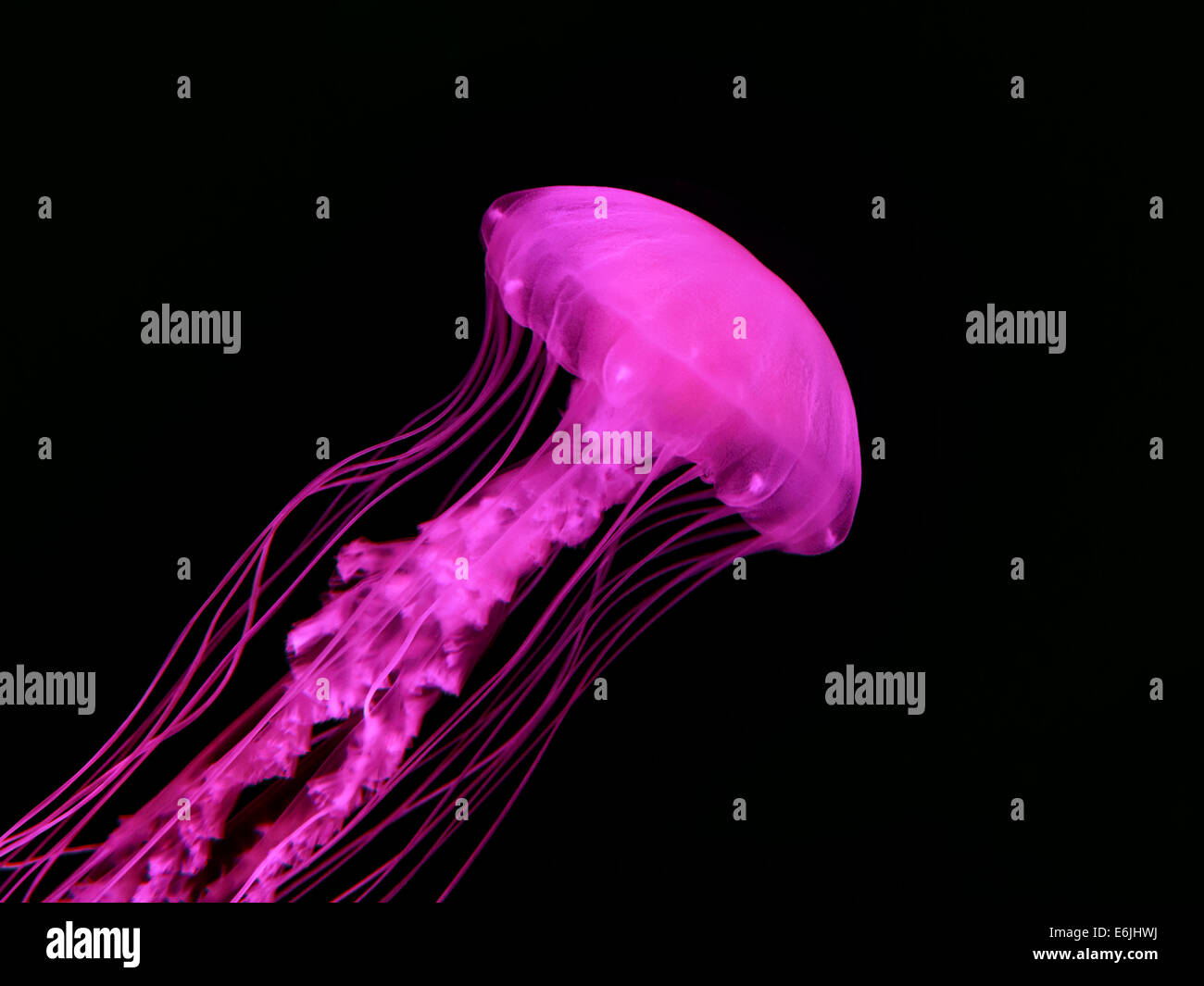 Belle méduse rose isolé sur fond noir Photo Stock - Alamy