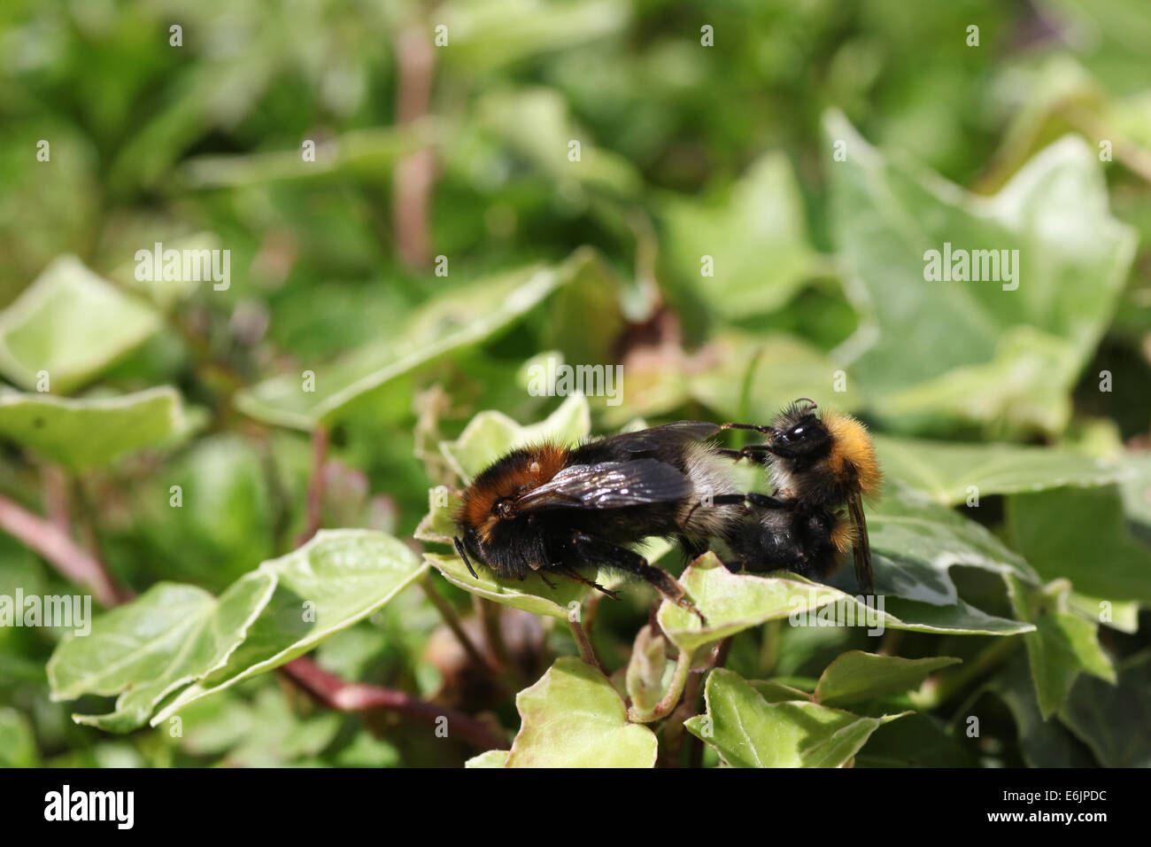 Accouplement des abeilles Banque de photographies et d’images à haute ...