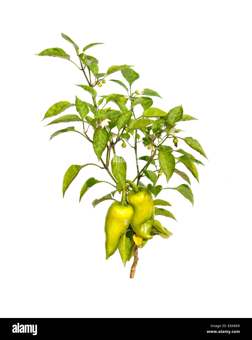 Pepper tree Banque de photographies et d’images à haute résolution - Alamy