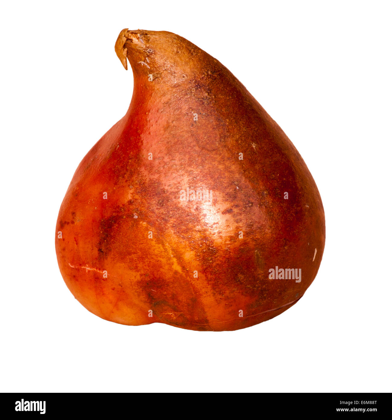 Bulbe de tulipe Photo Stock - Alamy