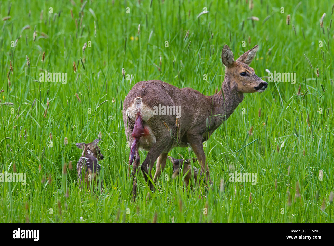 Chevreuil nouveau né Banque de photographies et d’images à haute ...