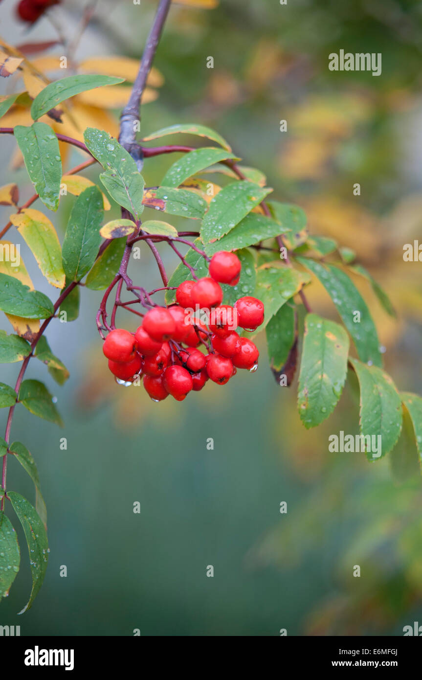 Sorbus aucuparia Banque de photographies et d’images à haute résolution ...