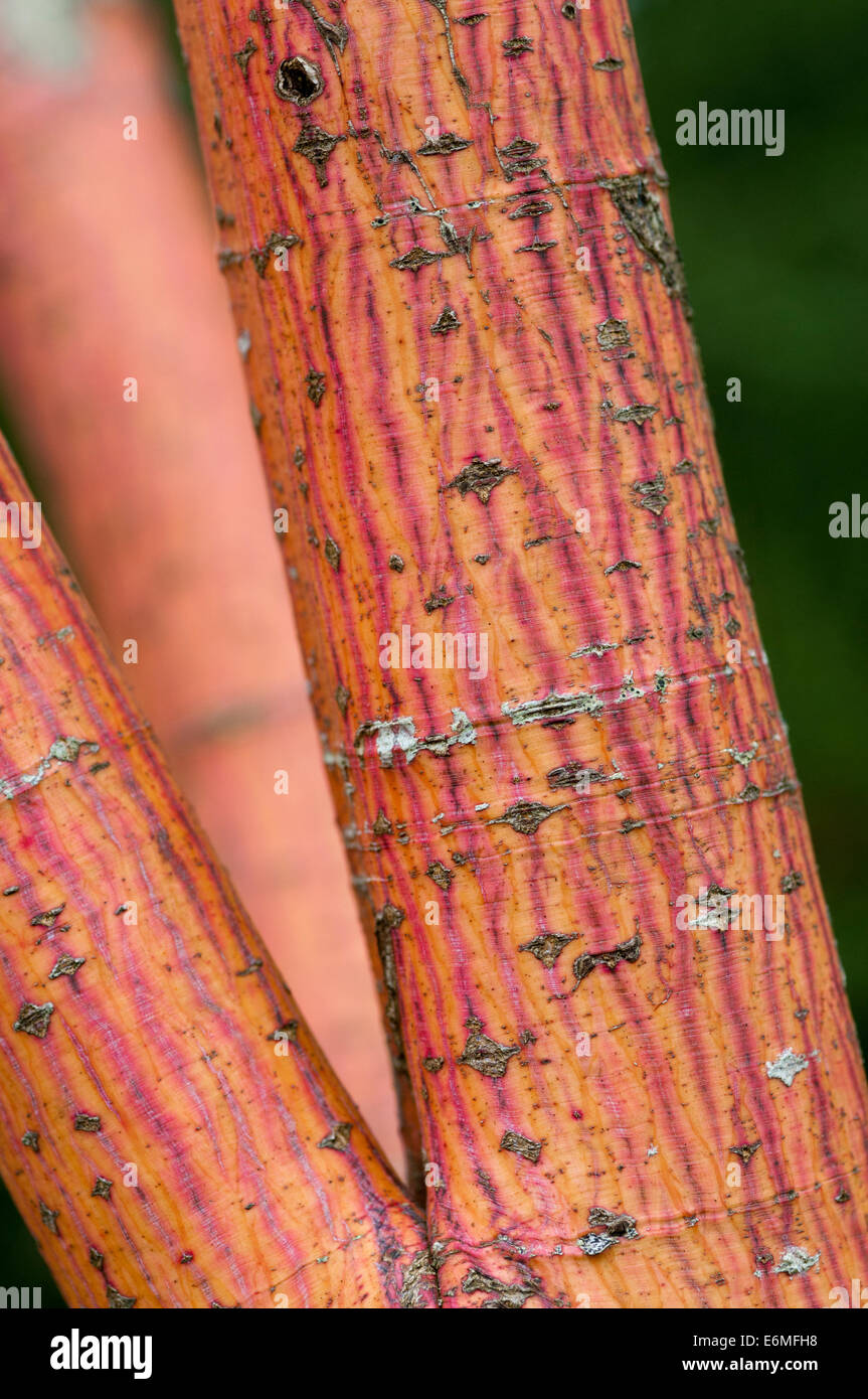 Acer phoenix Banque de photographies et d’images à haute résolution - Alamy