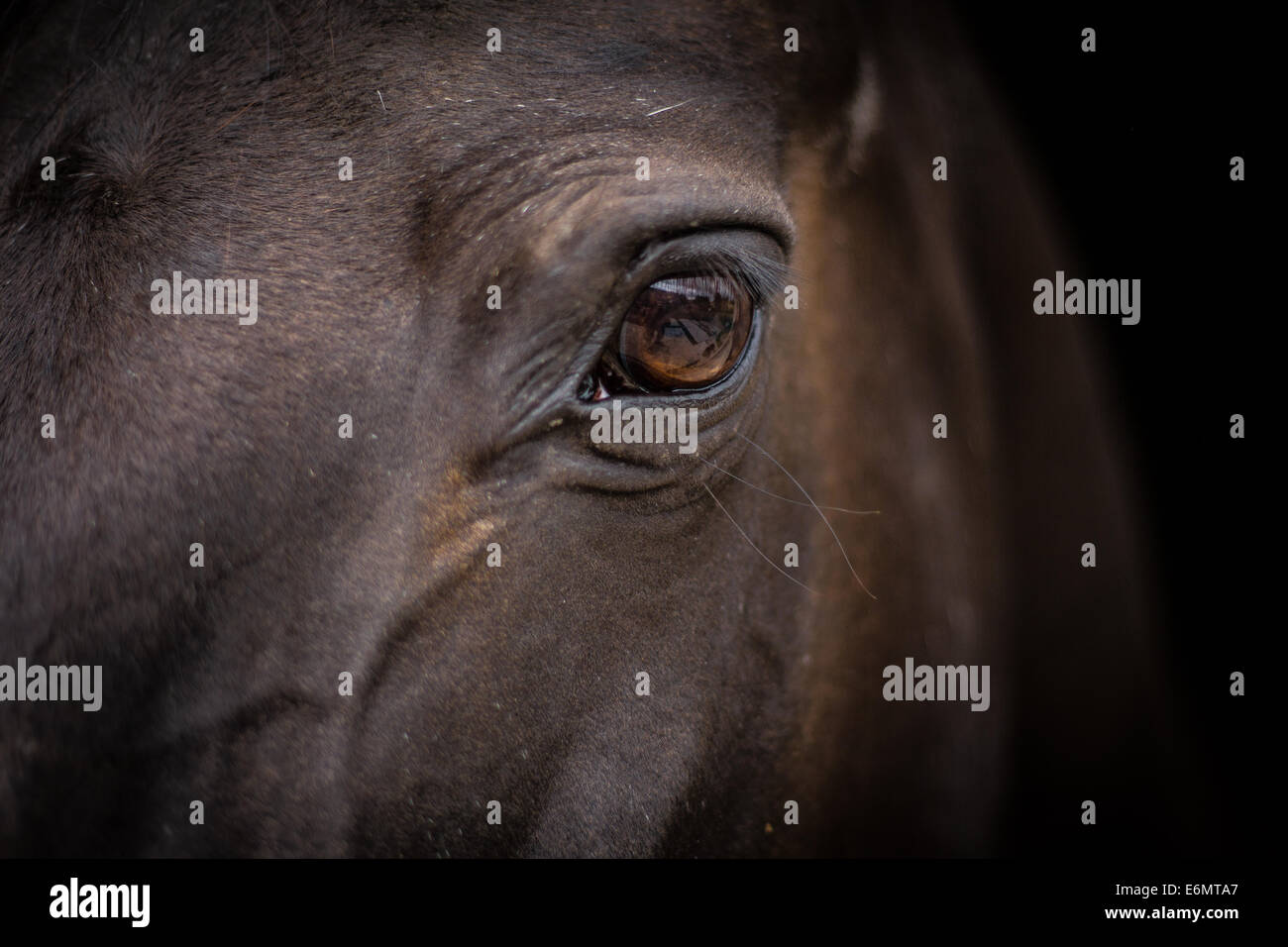 Close-up head shot d'un cheval dans son écurie, centrée sur son œil ...